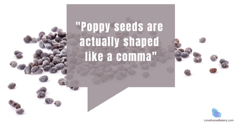Poppy Seed Size | Fun Comparisons